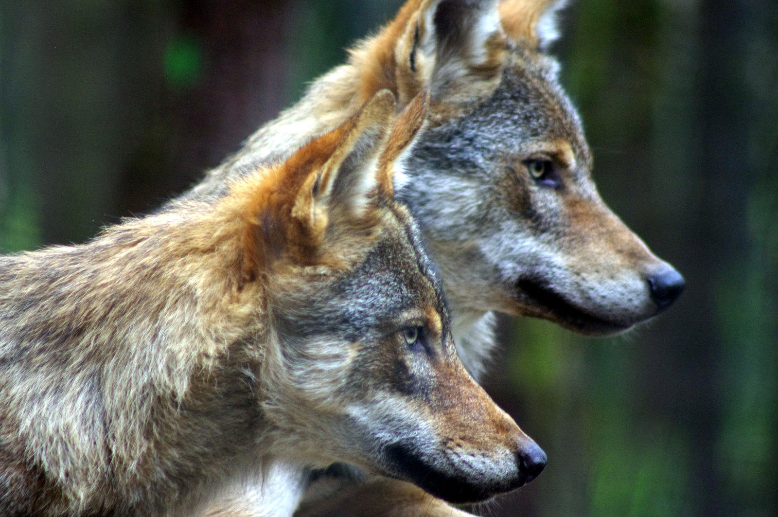 Pack – Brandon Lim