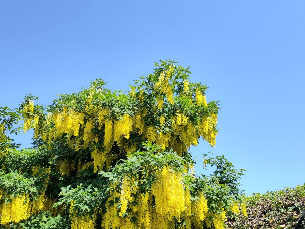 Pretty Poisons – Brandon Lim